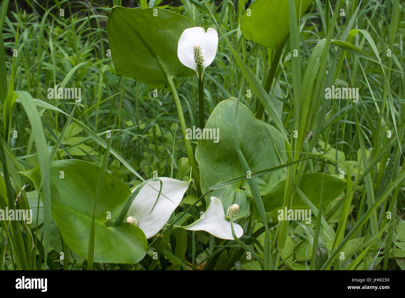 flowers of calla palustris (bog arum Stock Photo - Alamy