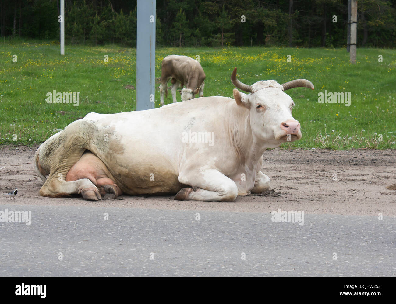 The white cow lies on the side of the road Stock Photo - Alamy