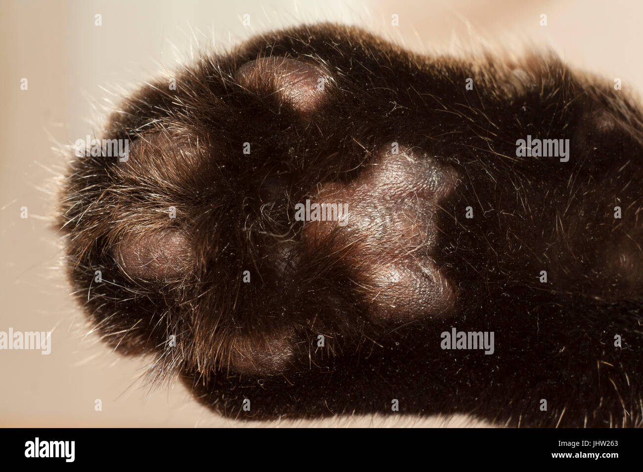 paw of a cat closeup Stock Photo - Alamy