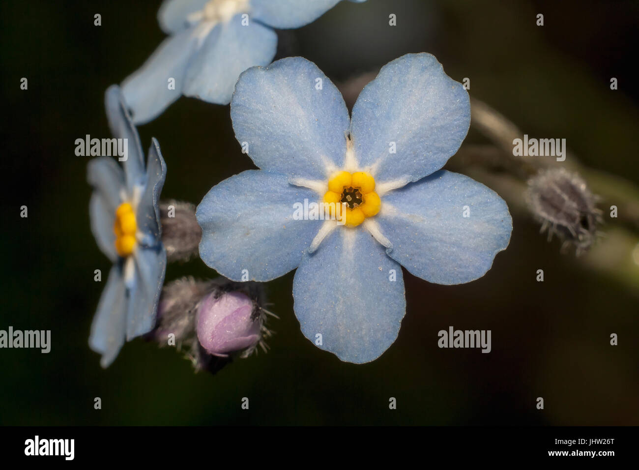 blue forget-me-nots extreme closeup Stock Photo - Alamy