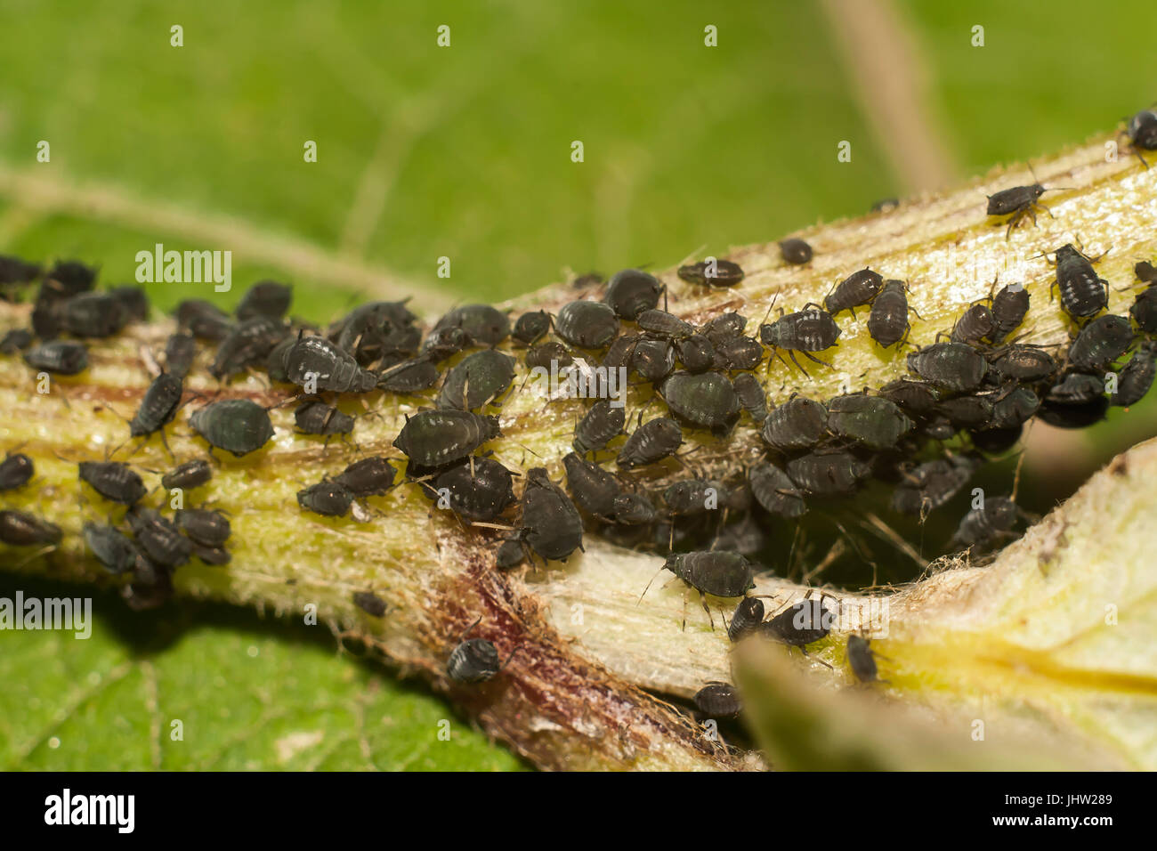 Black aphid hi-res stock photography and images - Alamy