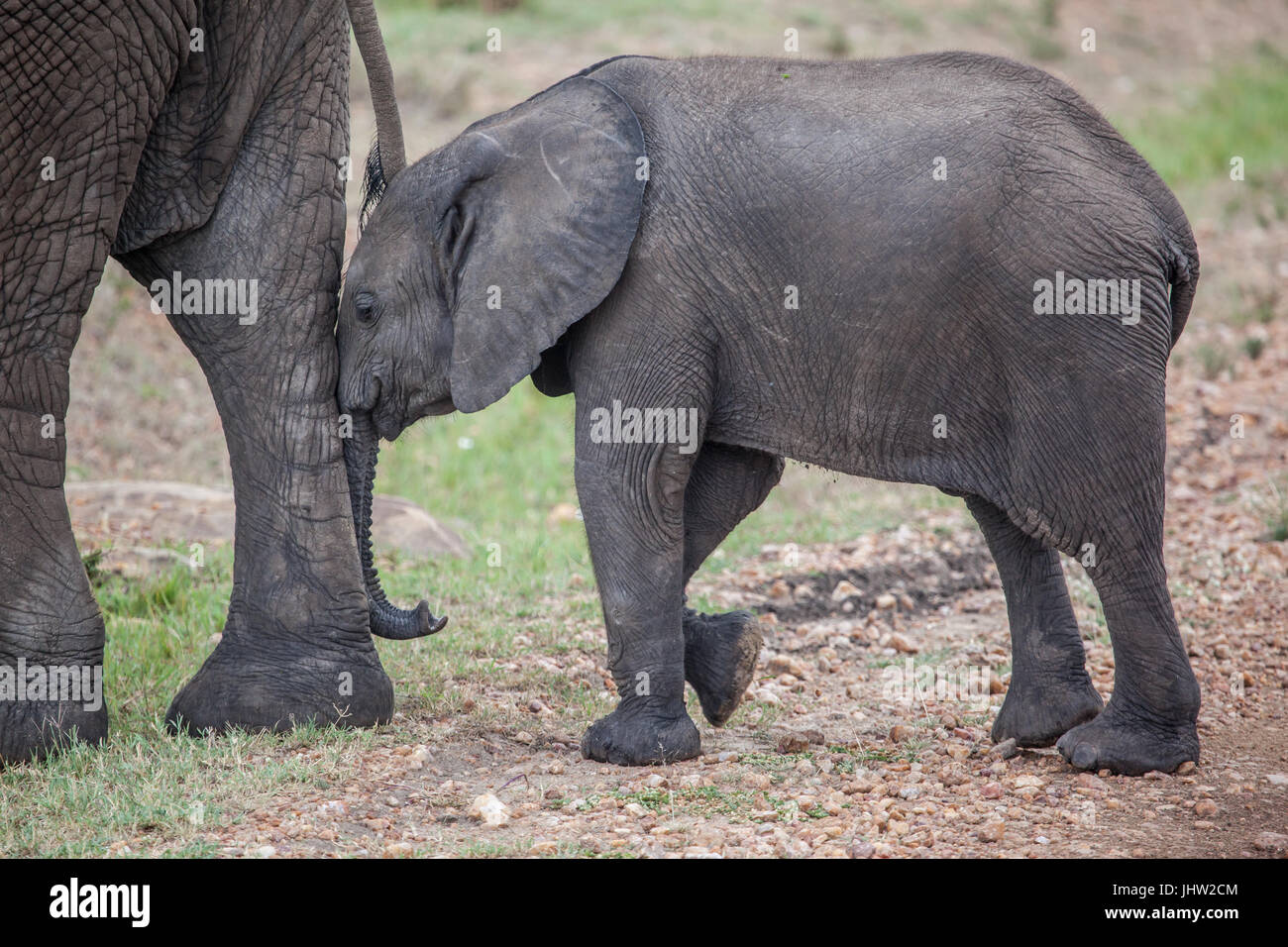 A baby african elephant calf pushing its mother's leg in Amboseli ...