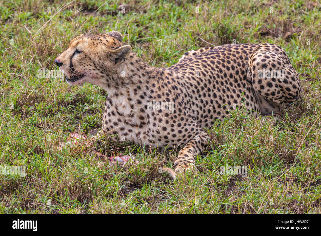 Cheetah eating its meal in Serengeti National park, Tanzania, East ...