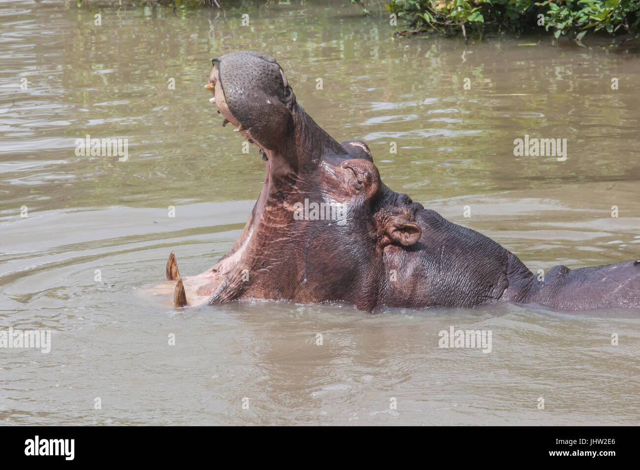 Hippo opening big mouth in the river of Masai Mara Reserve, Kenya ...