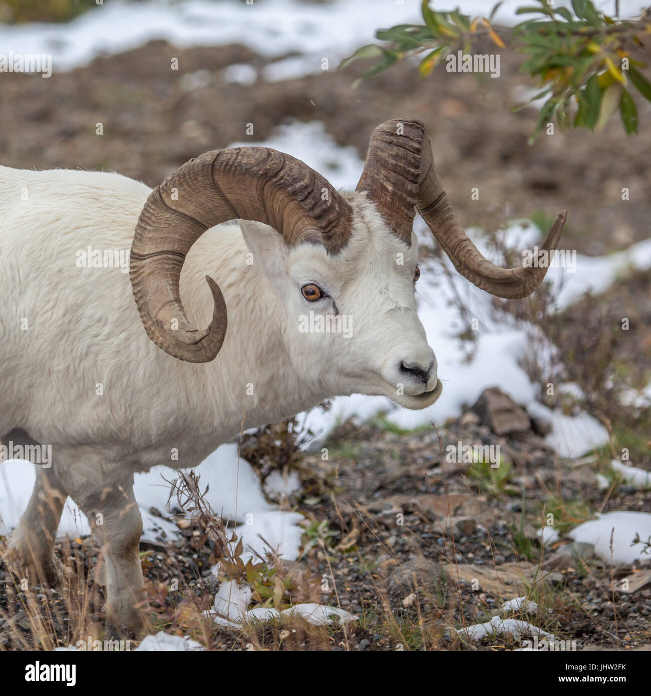 Dall sheep ram (Ovisdalli) in Denali National Park, Alaska, USA Stock ...
