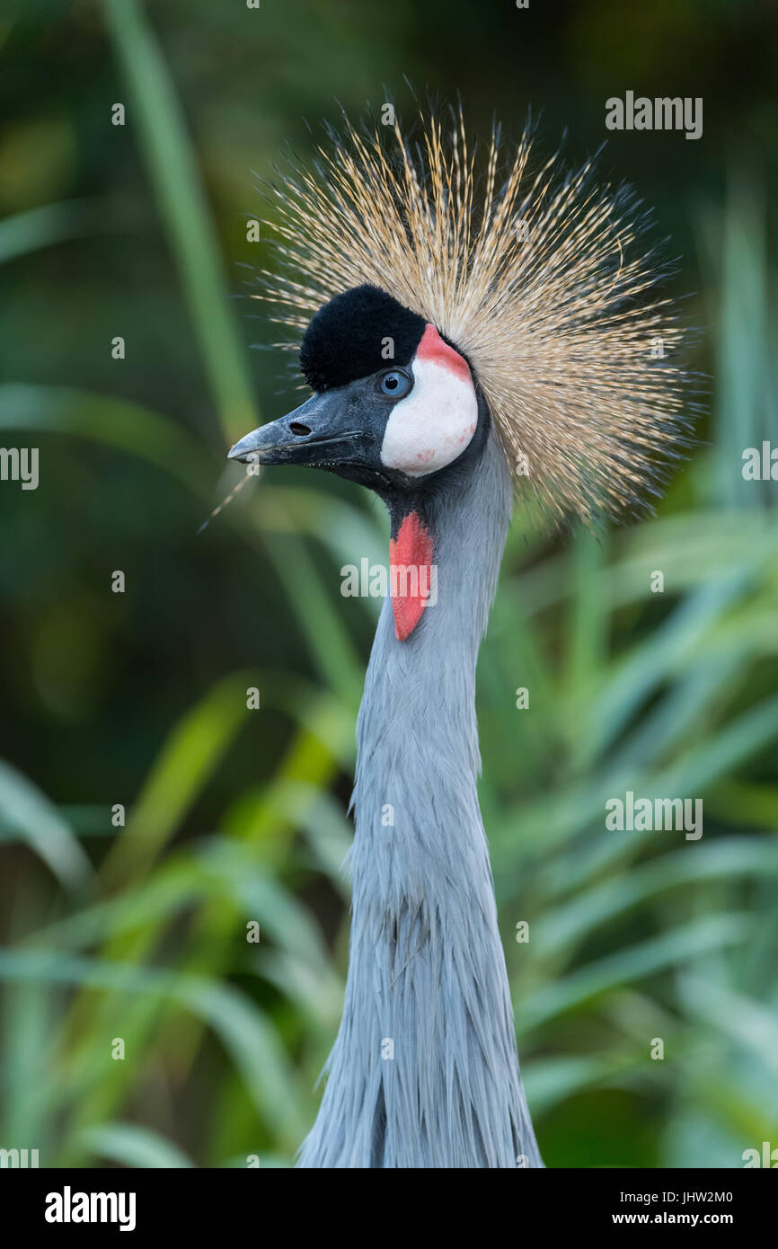 A beautiful bird Crowned Crane Stock Photo - Alamy