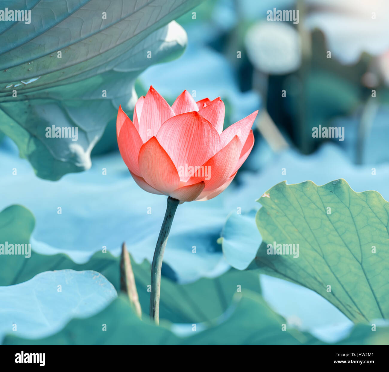 blooming lotus flower Stock Photo - Alamy