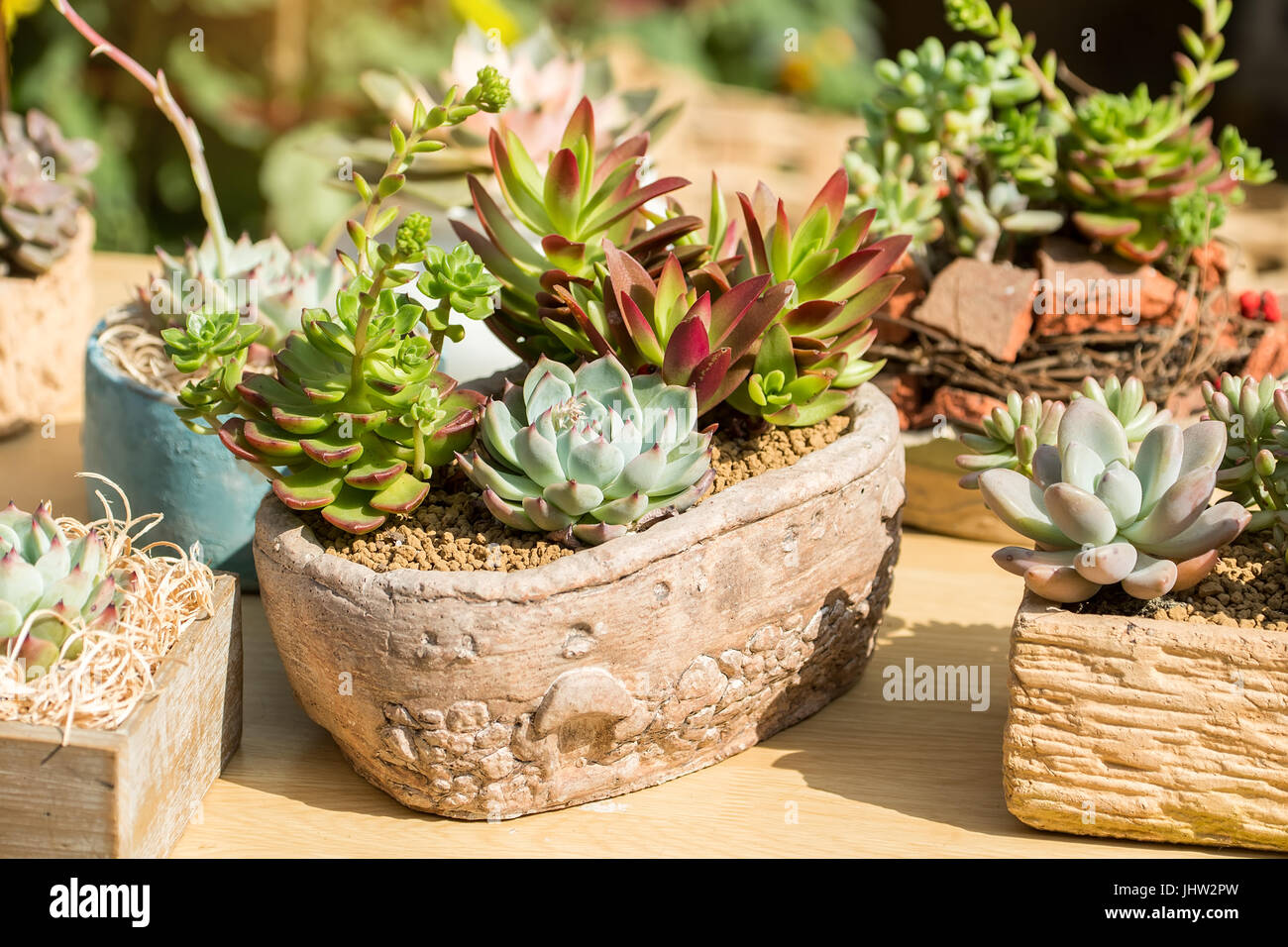 cactus succulents in a planter Stock Photo - Alamy