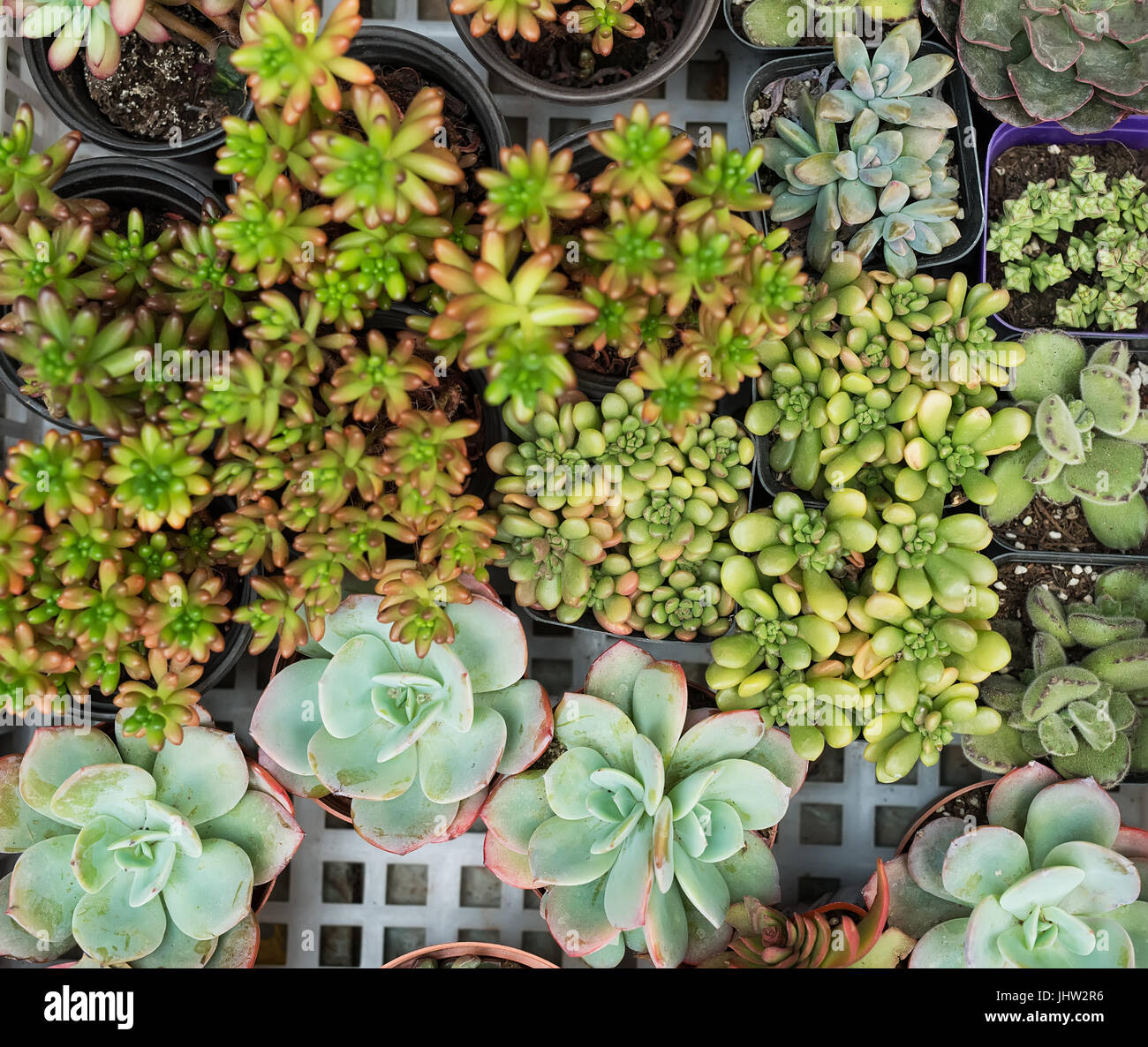 Miniature succulent plants in garden Stock Photo - Alamy