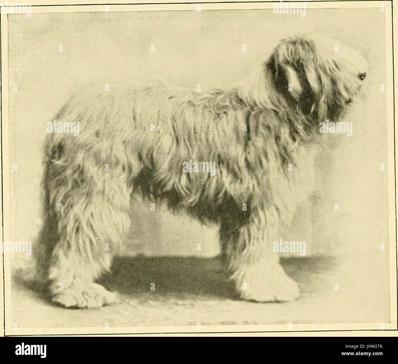 "The new book of the dog : a comprehensive natural history of British ...