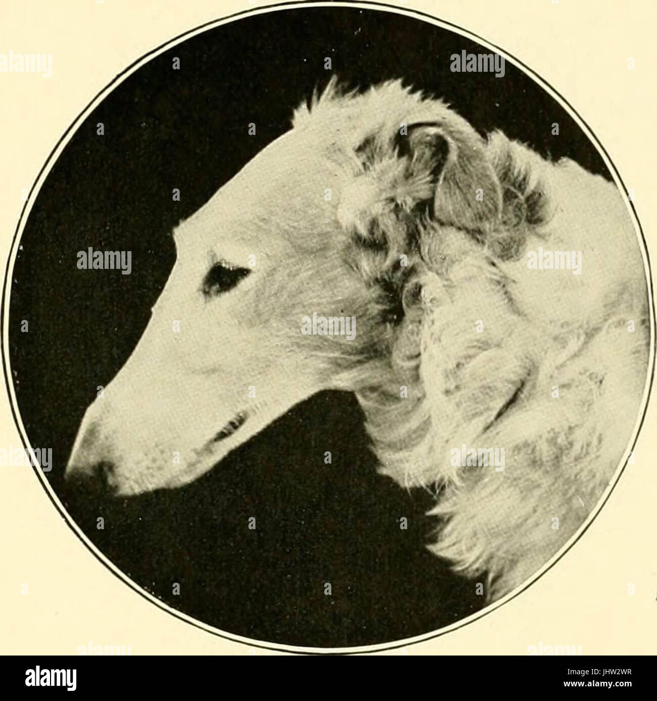 "The new book of the dog : a comprehensive natural history of British ...