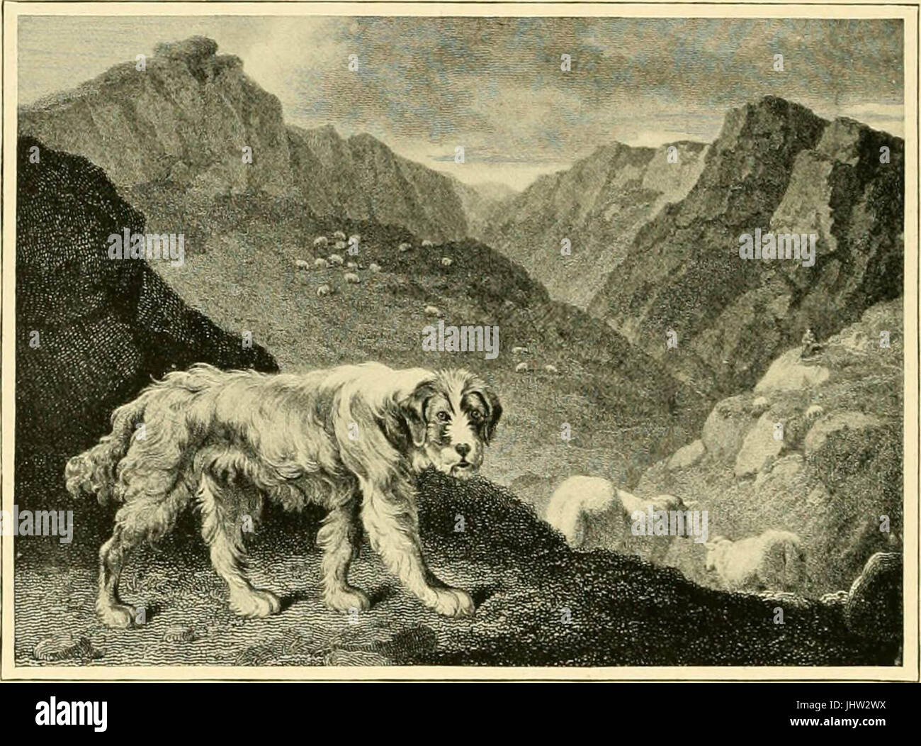 A comprehensive natural history of british dogs and their hi-res stock ...