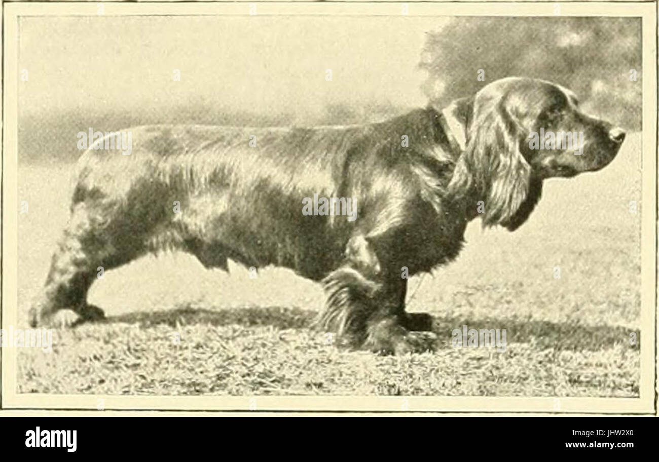 "The new book of the dog : a comprehensive natural history of British ...