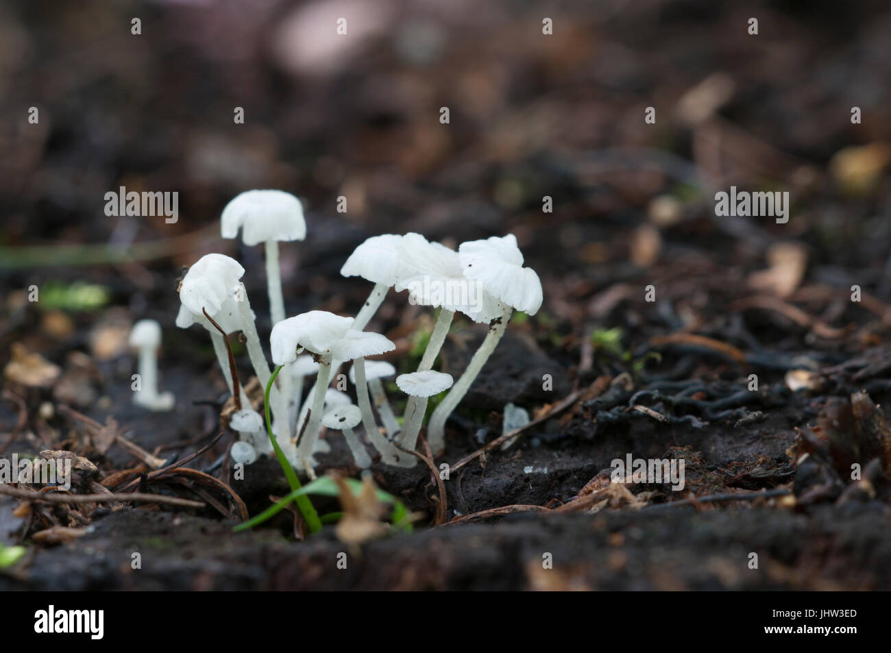 Delicatula integrella hi-res stock photography and images - Alamy