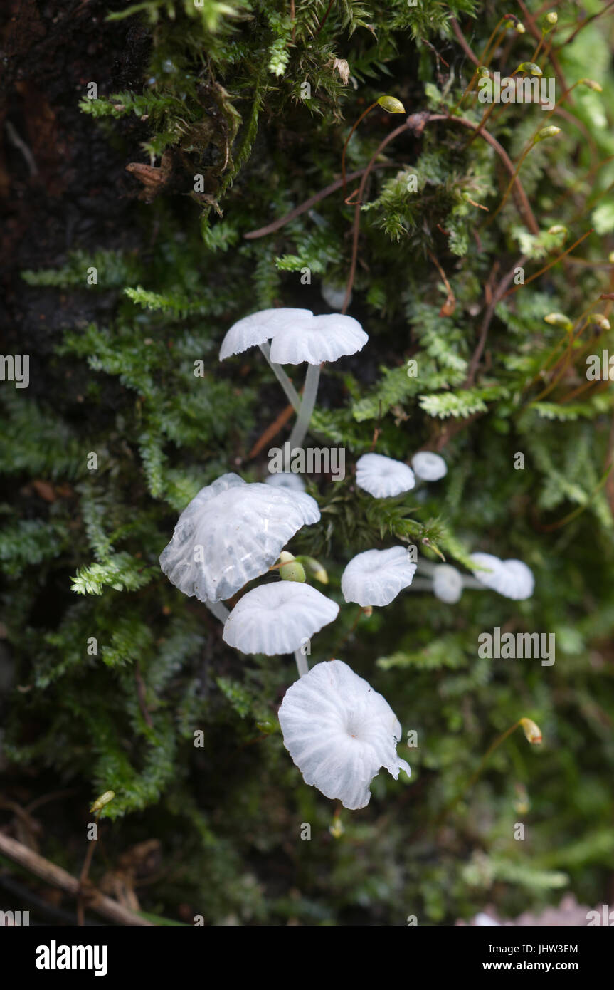Delicatula integrella mushroom macro shot local focus Stock Photo - Alamy