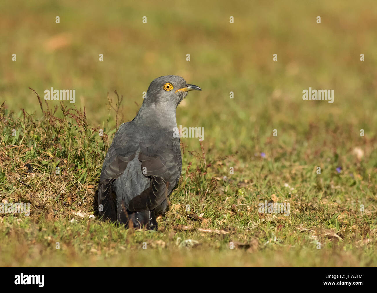 Adult Male Cuckoo perched on the ground Stock Photo - Alamy