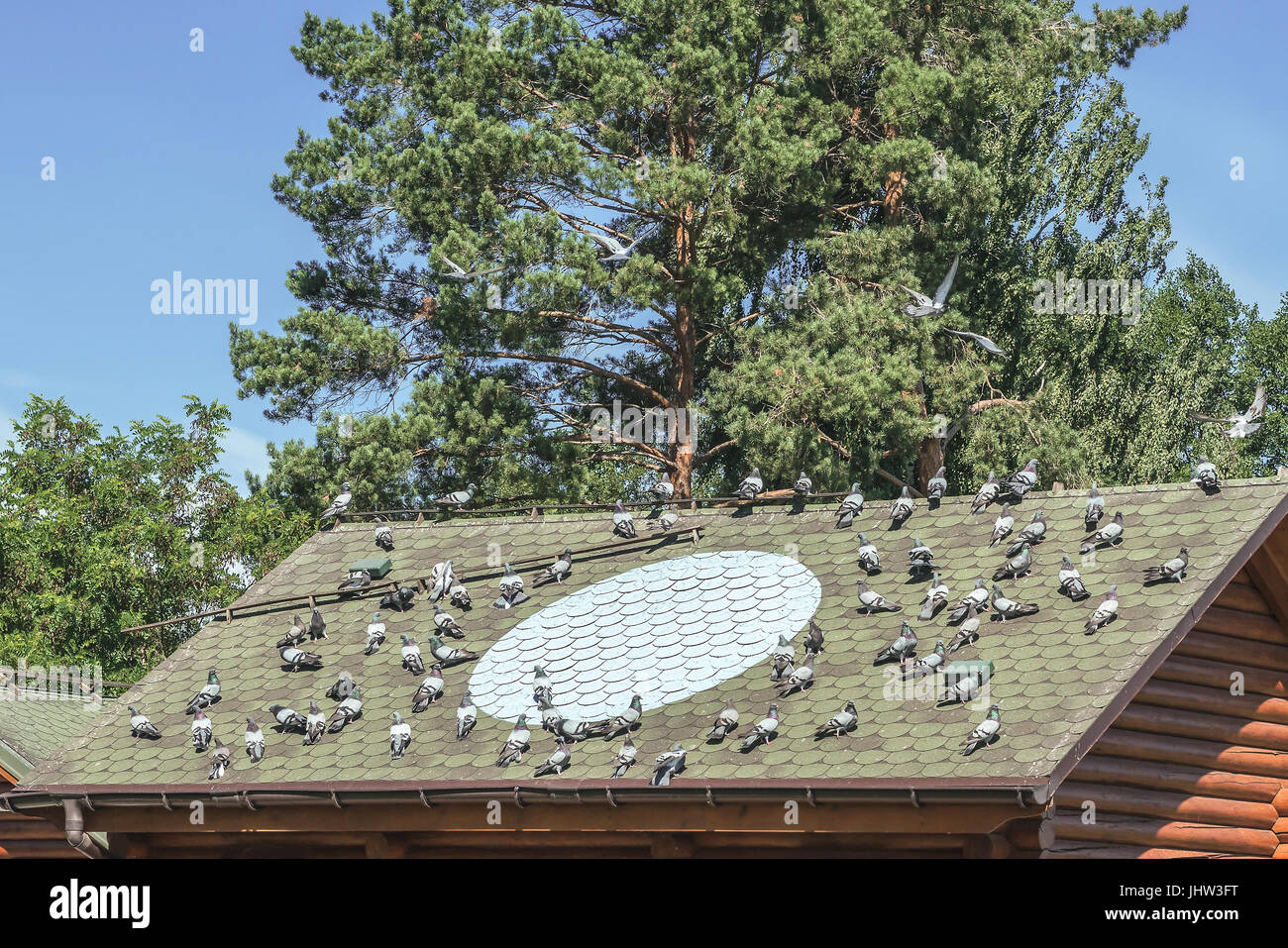 Purebred pigeons are sent to flight. Landmark for pigeons - a light ...