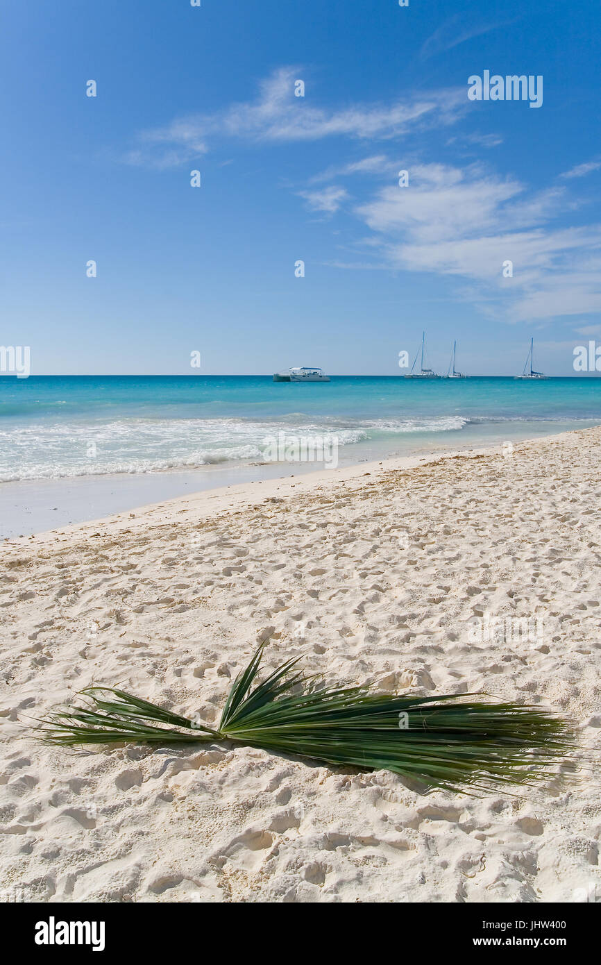 A leaf of an exotic plant lies on the ocean shore. Travels Stock Photo ...