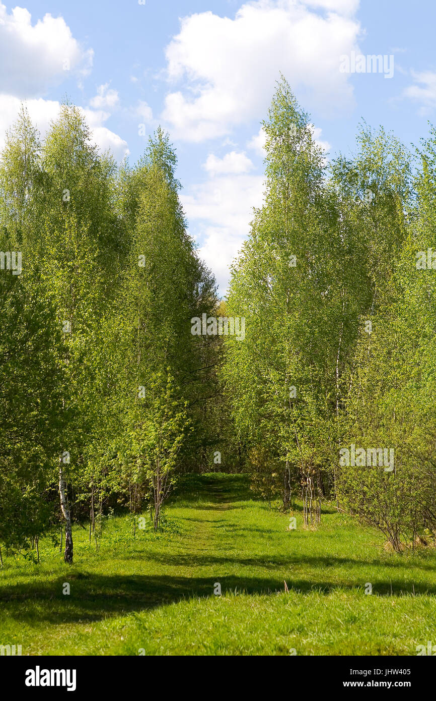 Russian spring landscape. The path in the park between the trees in ...