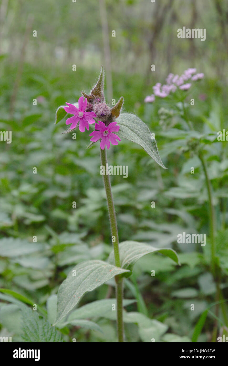 Red catchfly (Silene dioica Stock Photo - Alamy