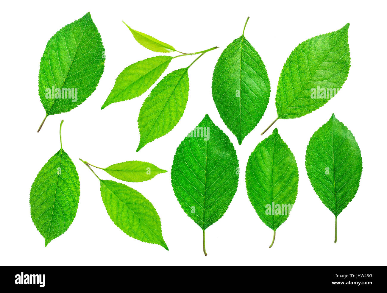 Cherry leaves isolated on white background, collection Stock Photo - Alamy