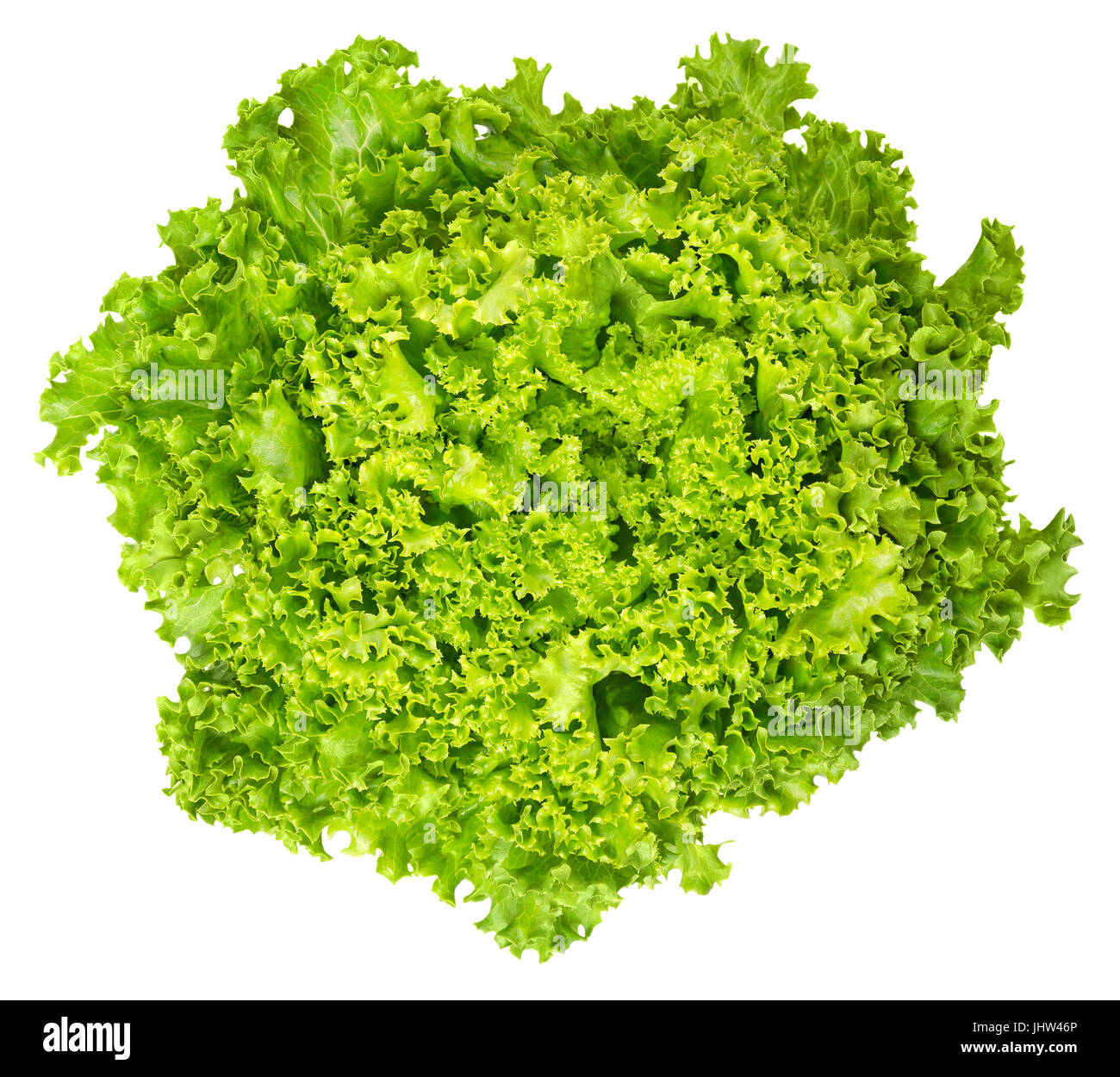 Lollo Bianco lettuce from above on white background. Lollo Bionda ...