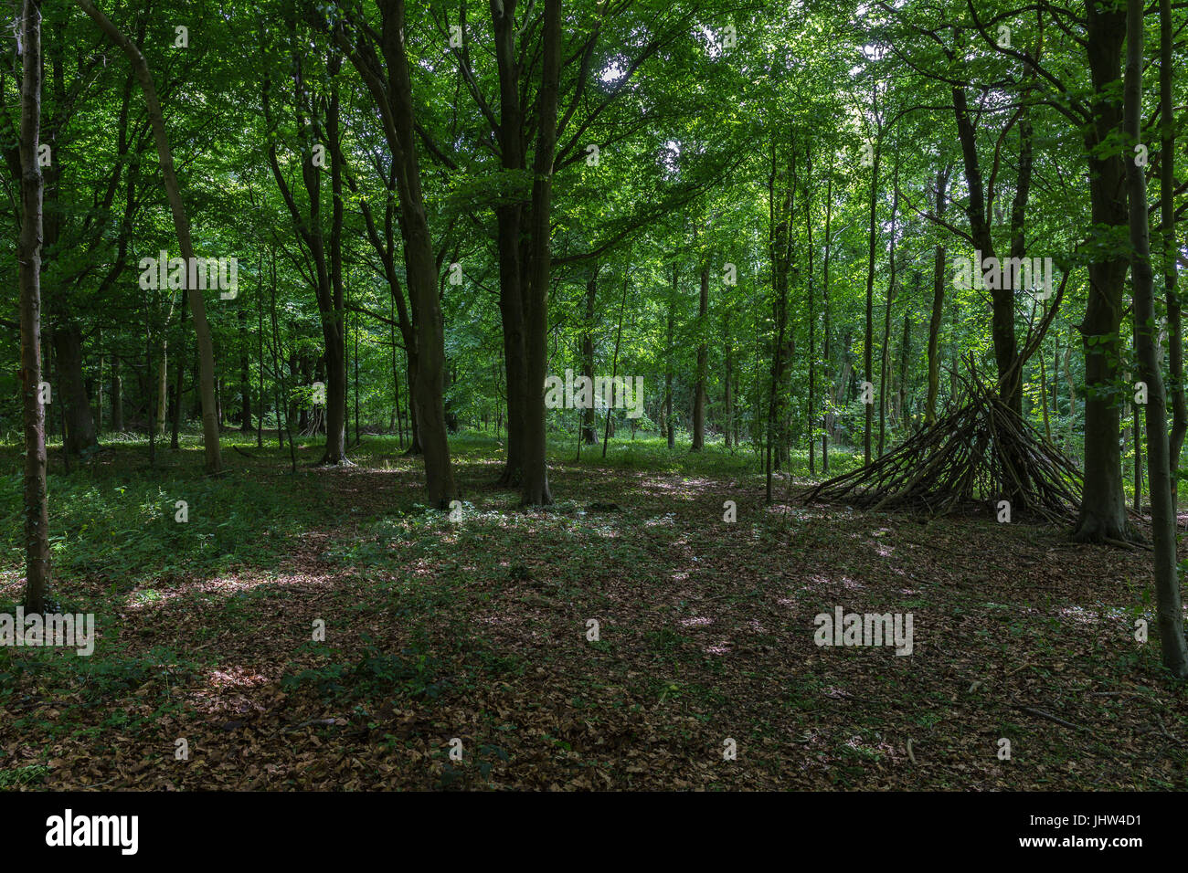 The Cotswold Way meanders through Standish Wood Stock Photo - Alamy