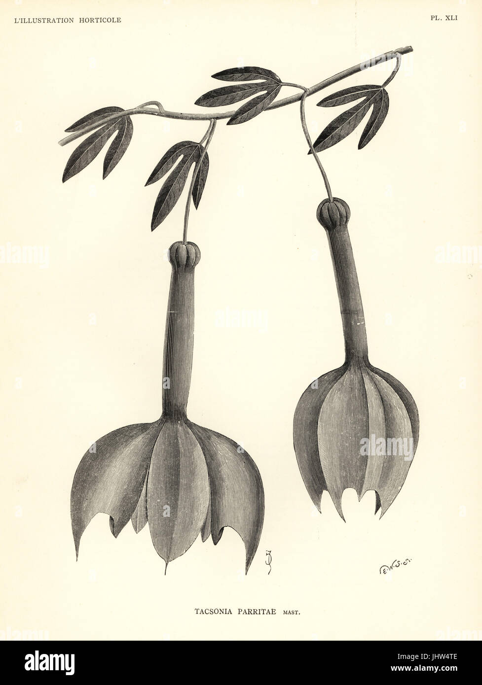 Passiflora parritae passionflower, critically endangered (Tacsonia ...