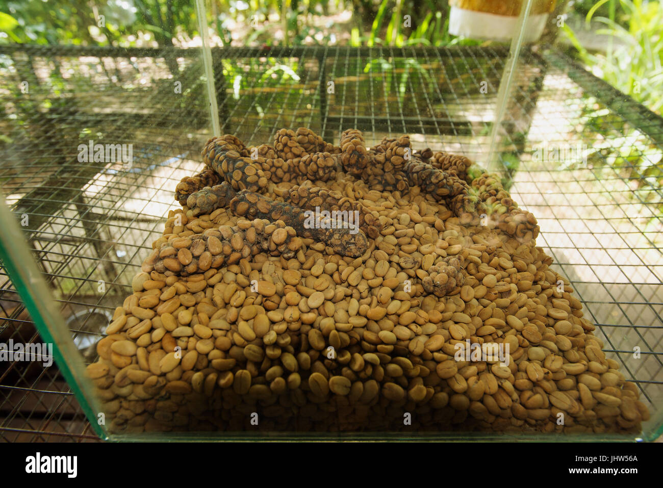 Luwak coffee in the feces of Asian Palm Civet Bali Indonesia Stock ...