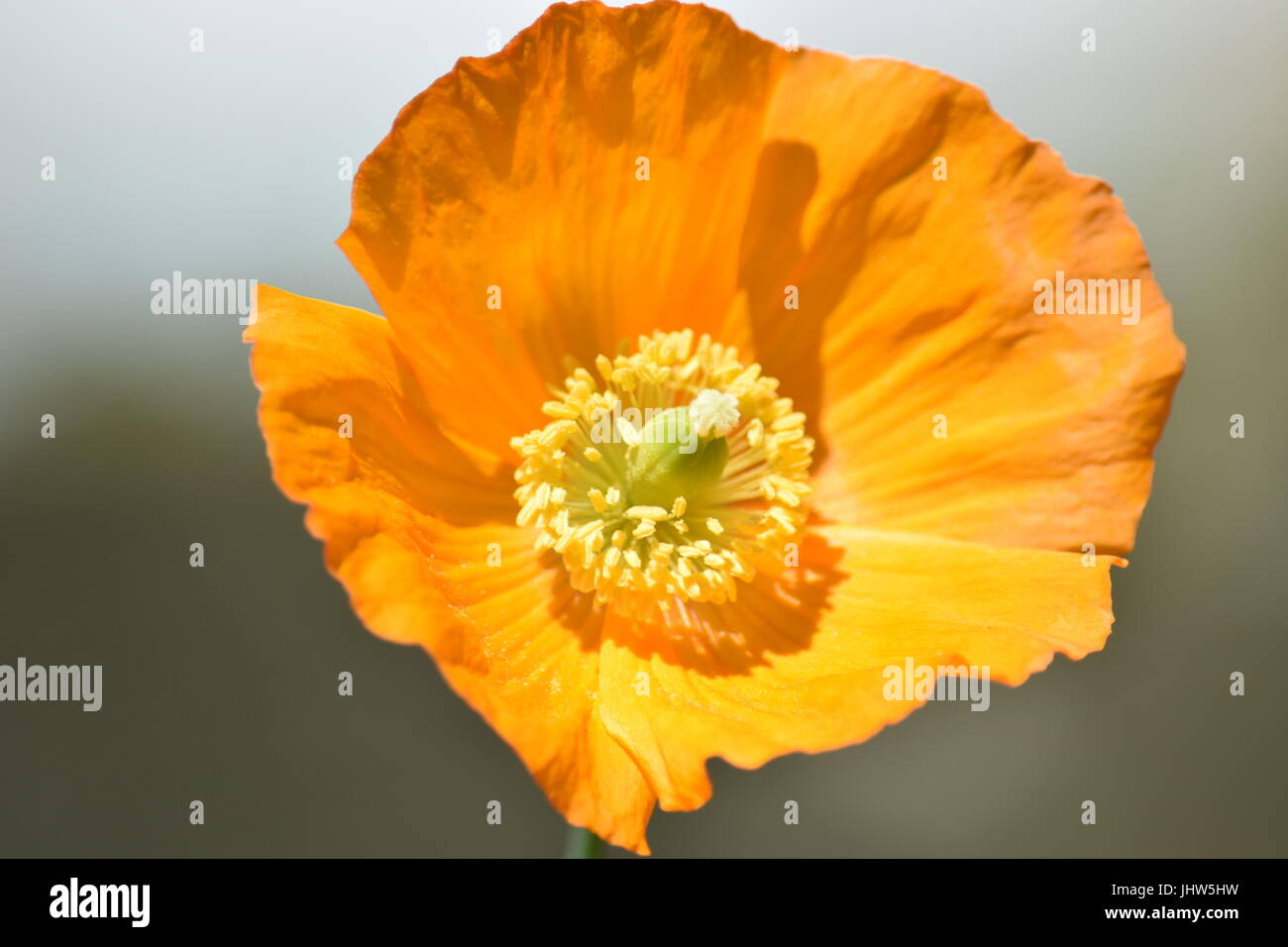 Yellow Welsh poppy Stock Photo - Alamy