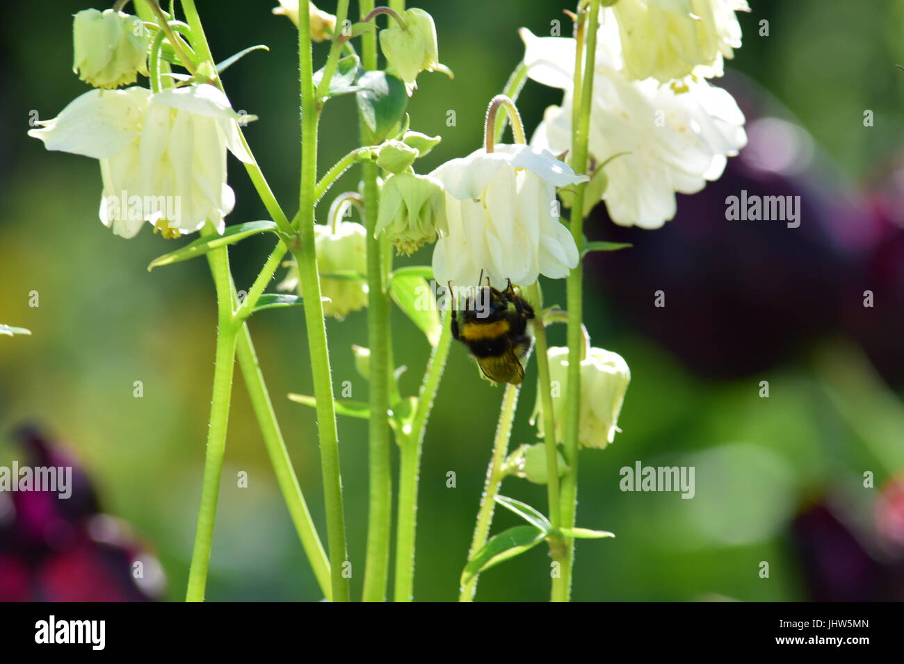 Columbine bee hi-res stock photography and images - Alamy