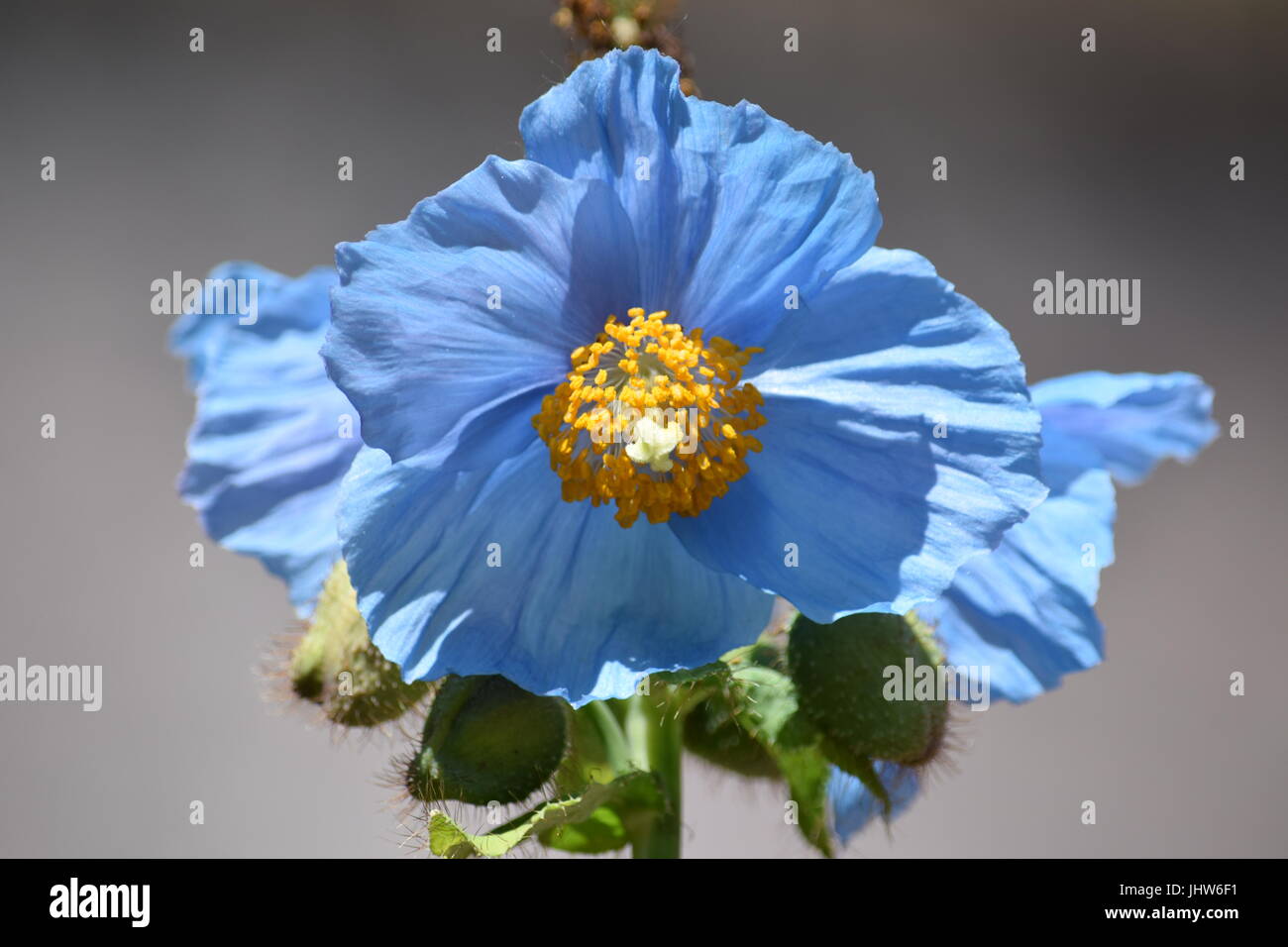 Blue Himalayan poppy Stock Photo - Alamy