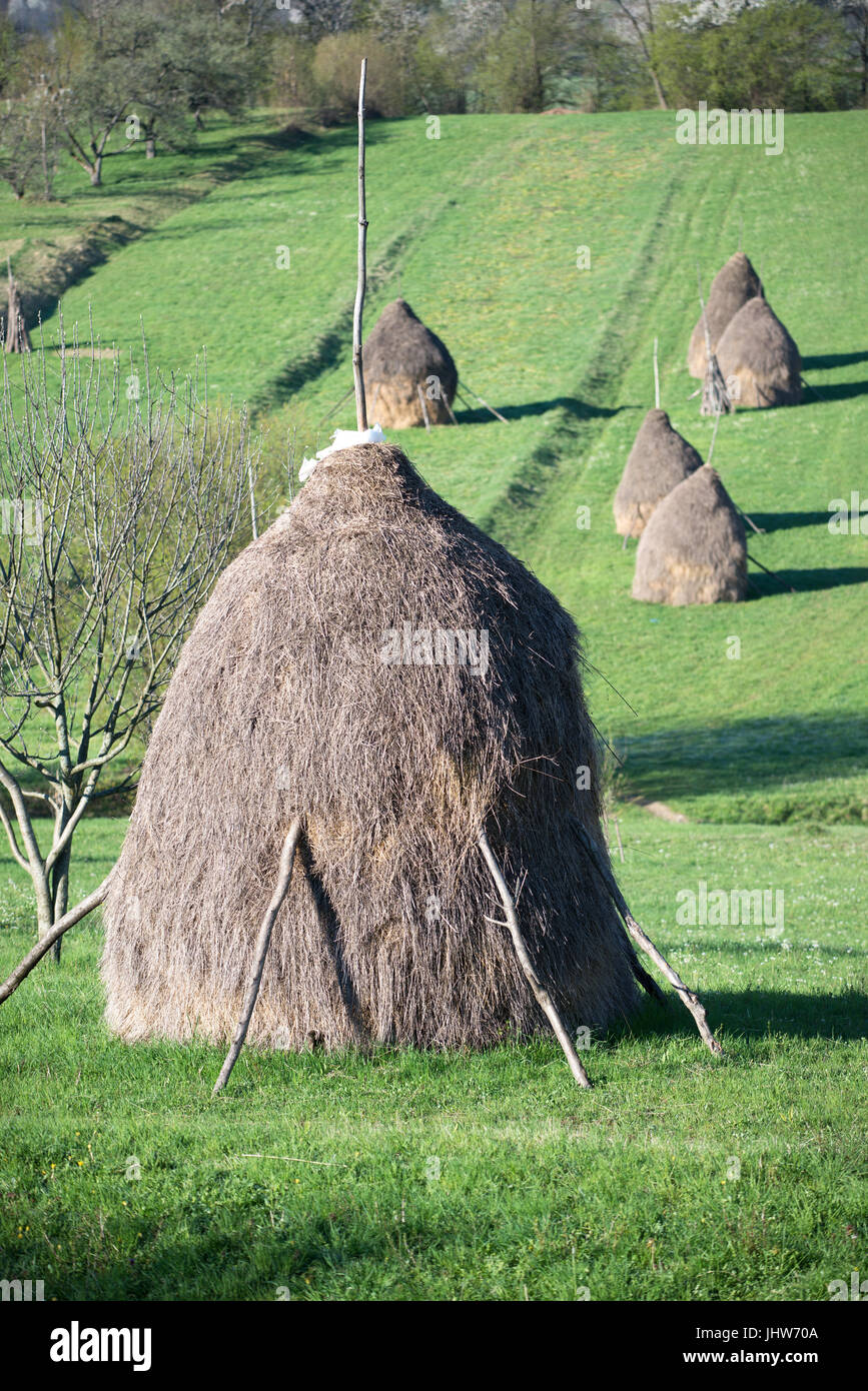 Haystacks in the countryside, District of Maramures, Romania Stock ...
