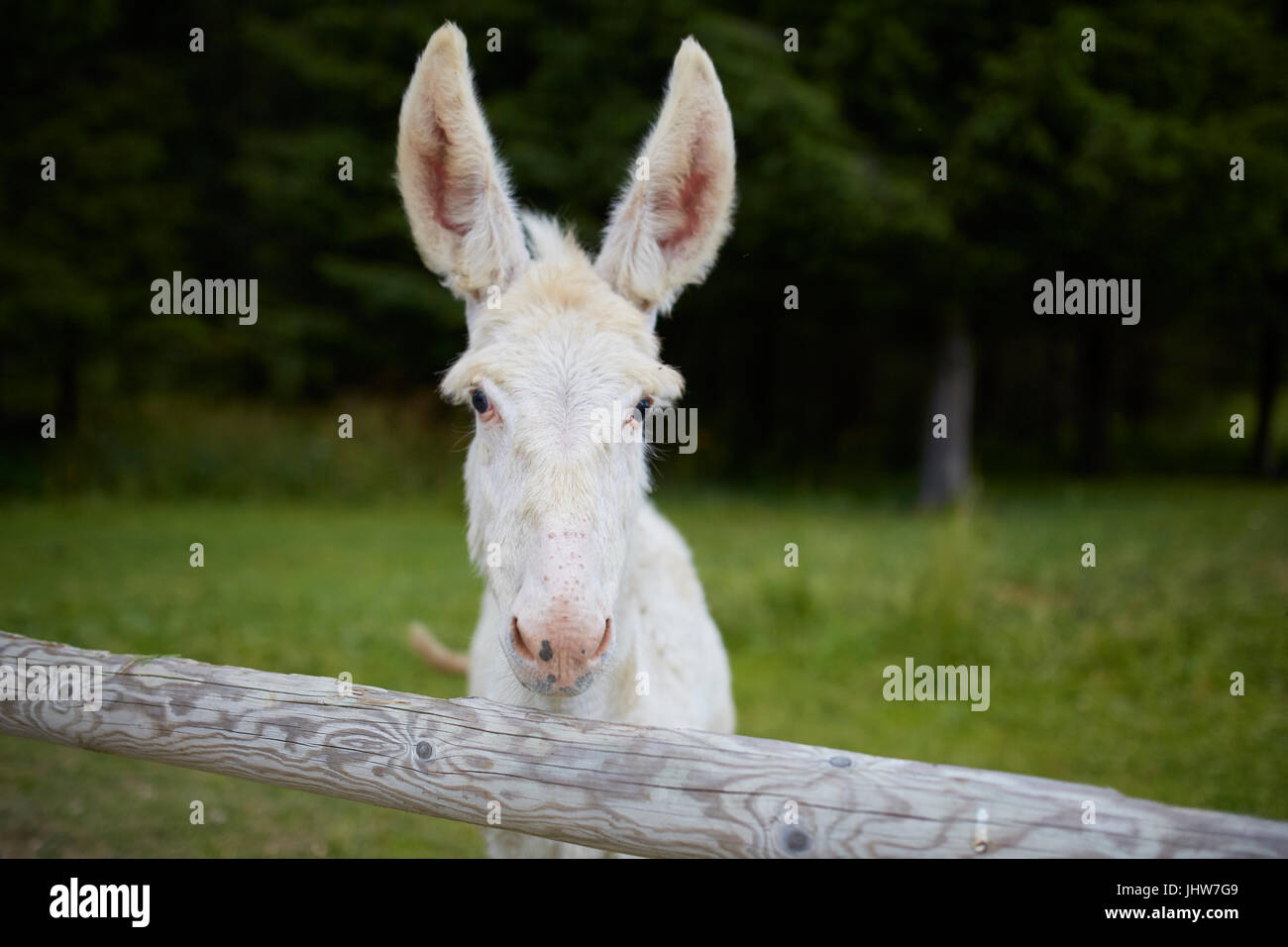 Cute white donkey puppy Stock Photo - Alamy