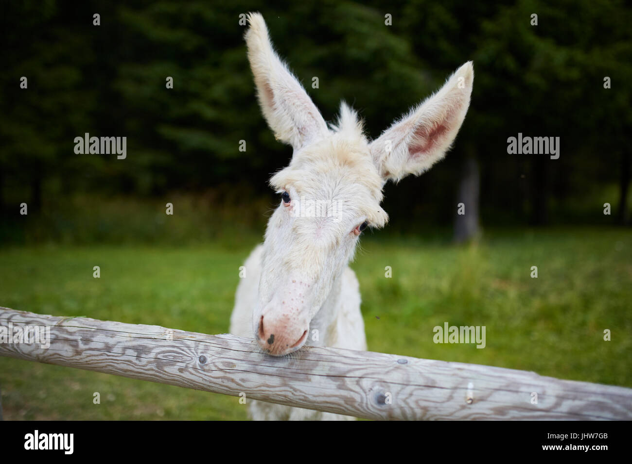 Cute white donkey puppy Stock Photo - Alamy