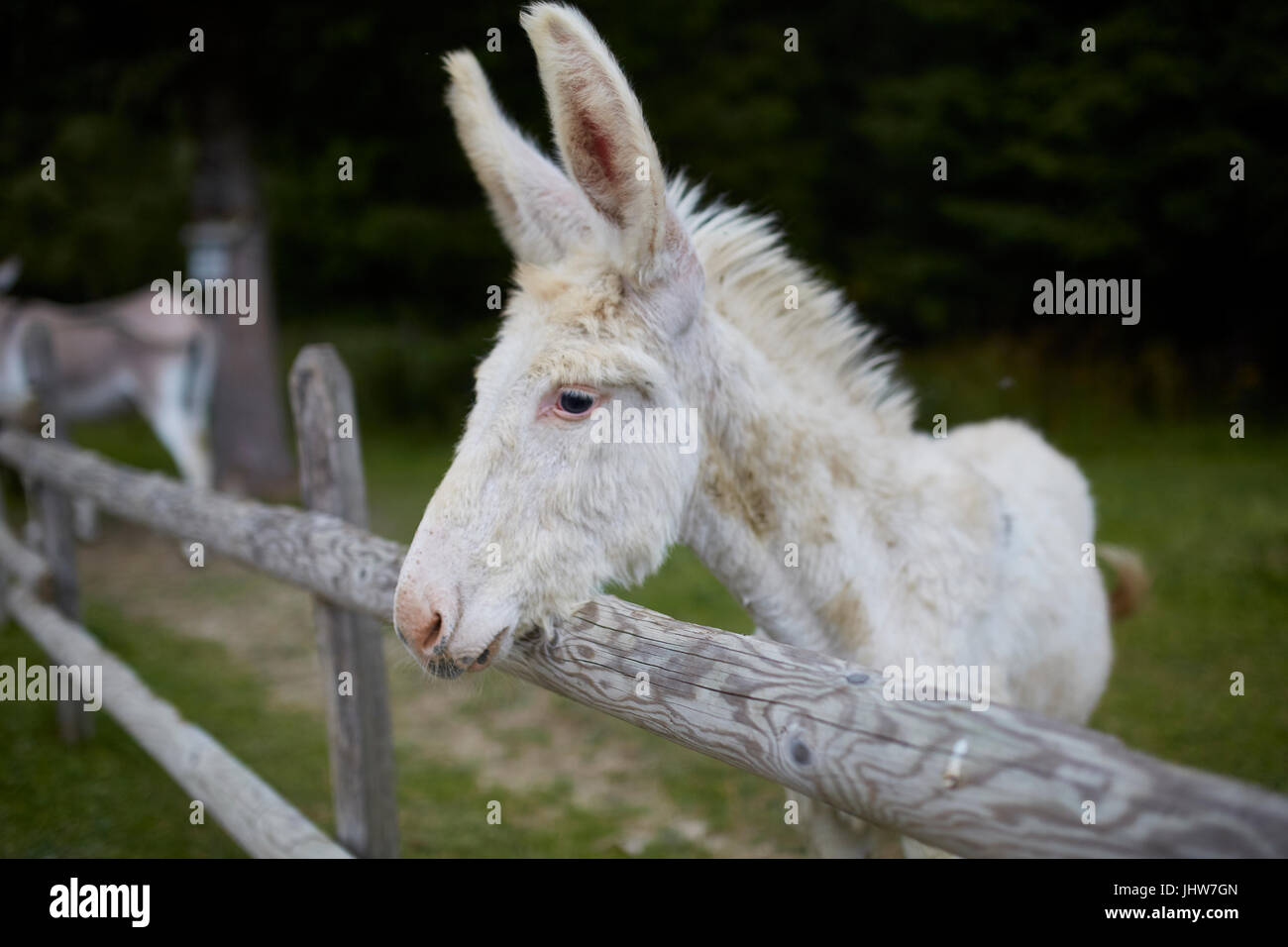 Cute white donkey puppy Stock Photo - Alamy