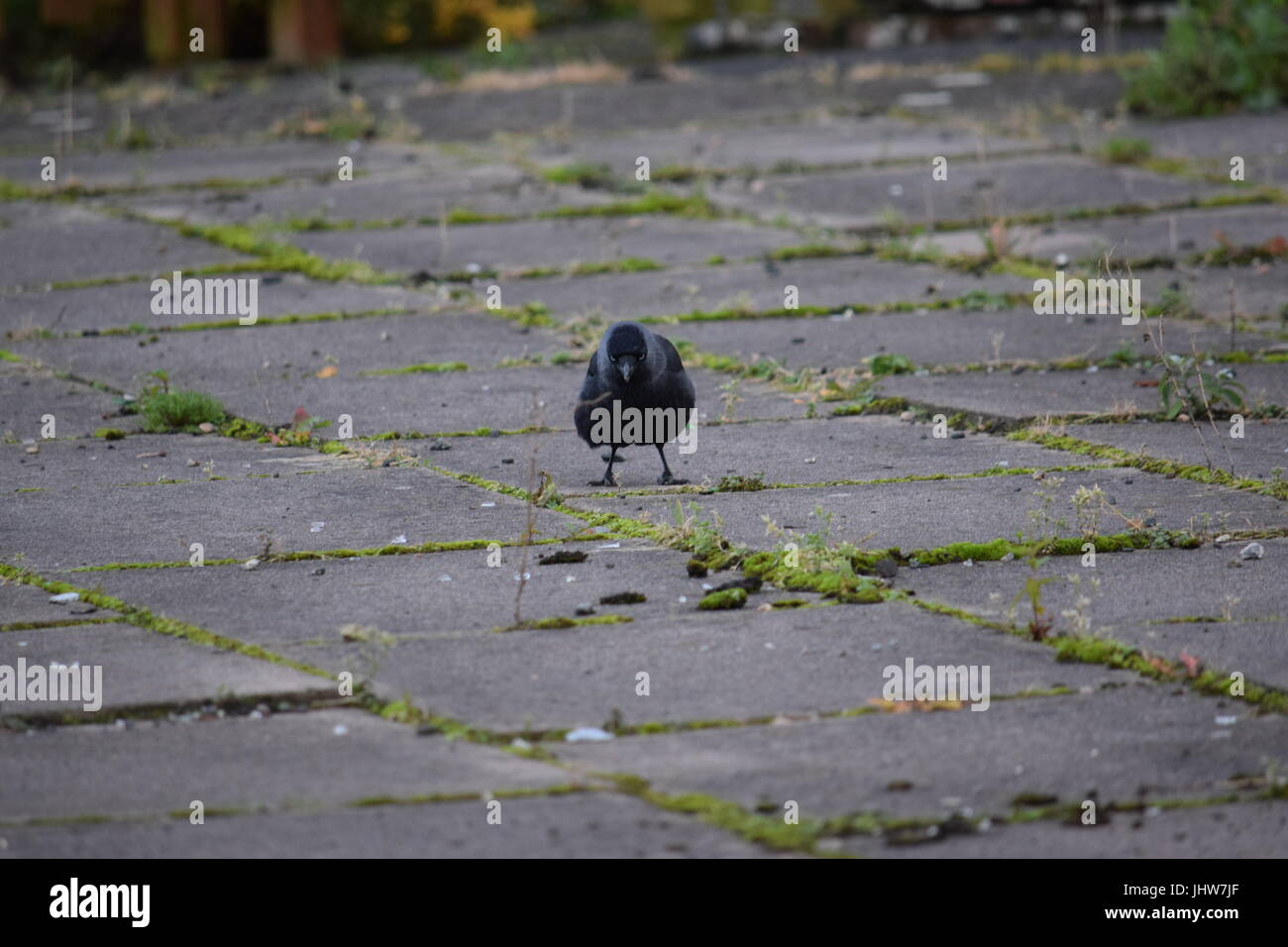 Crow on the goround Stock Photo - Alamy