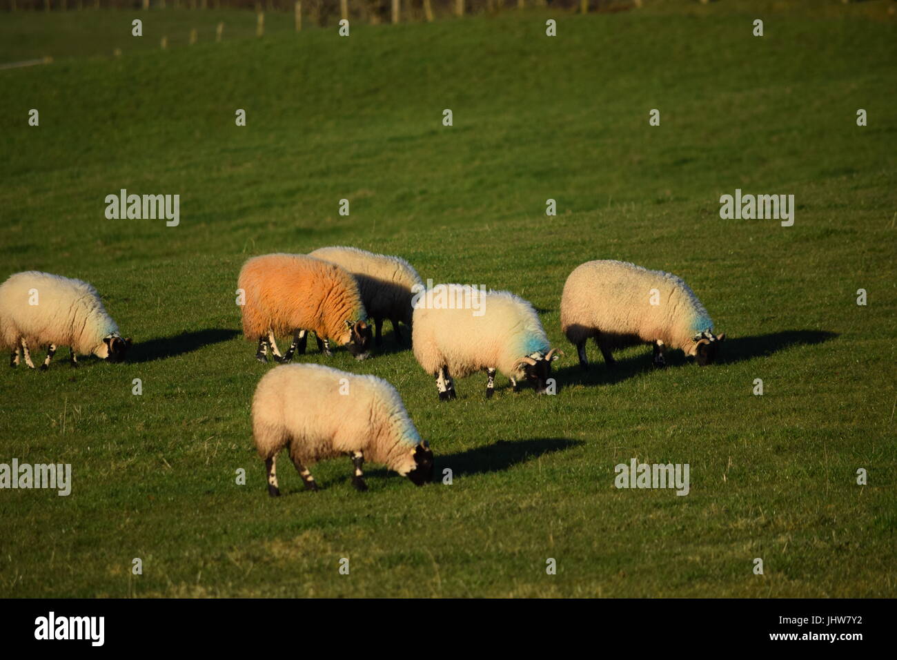 Flocking sheep hi-res stock photography and images - Alamy