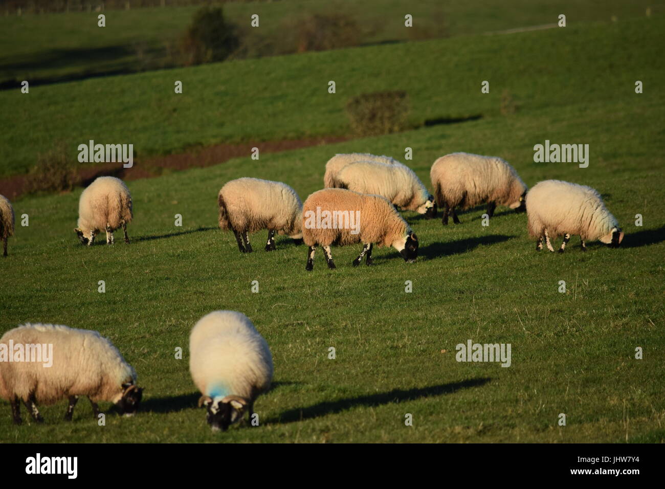 Flocking sheep hi-res stock photography and images - Alamy