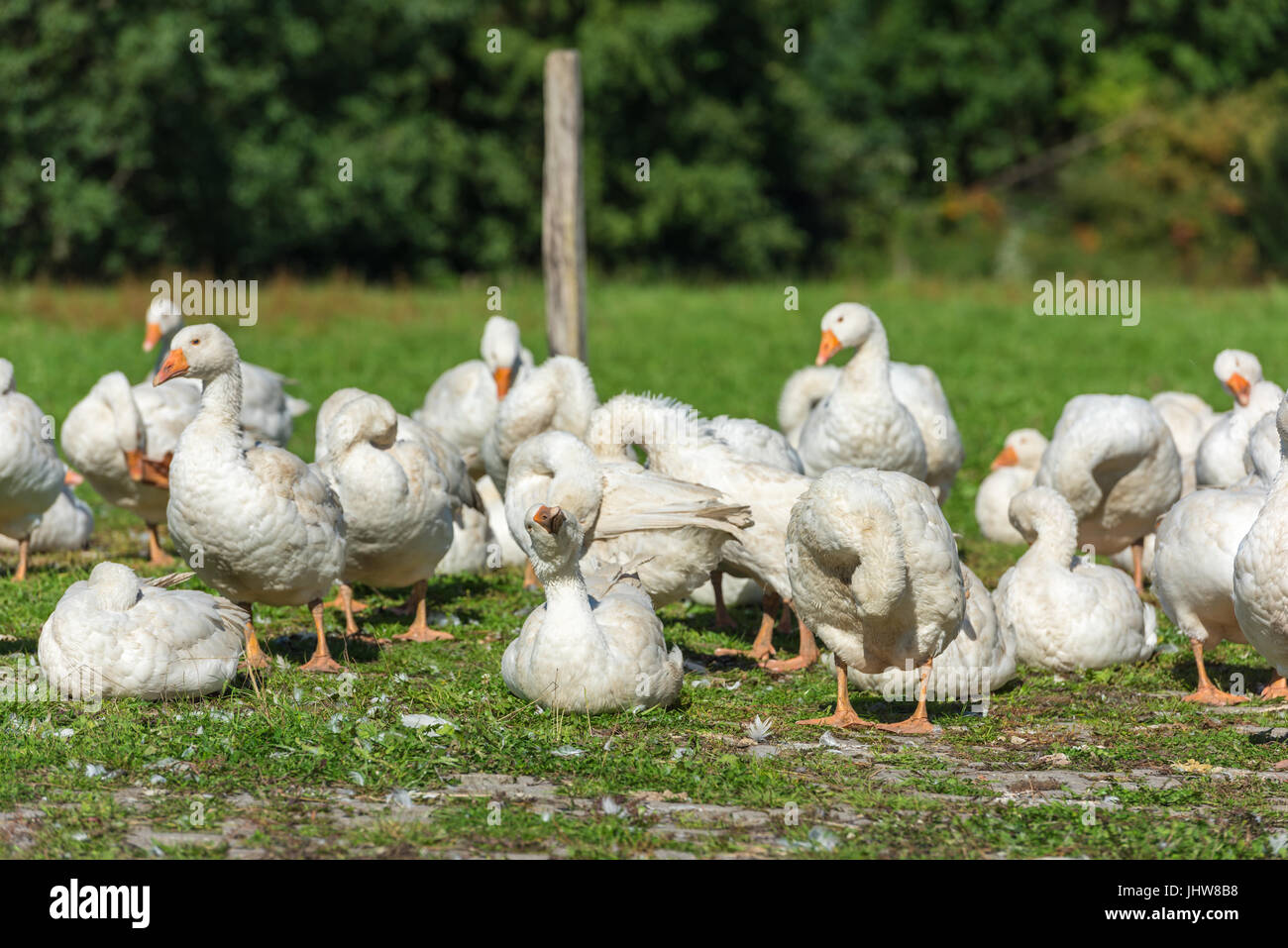 Geese gaggle grazing on green grass on farm Stock Photo - Alamy