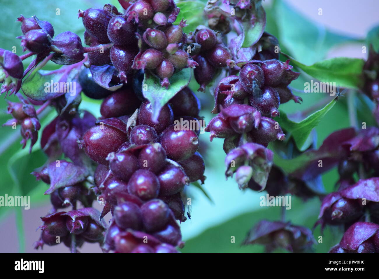 Berries of Himalayan mountain balm Stock Photo - Alamy