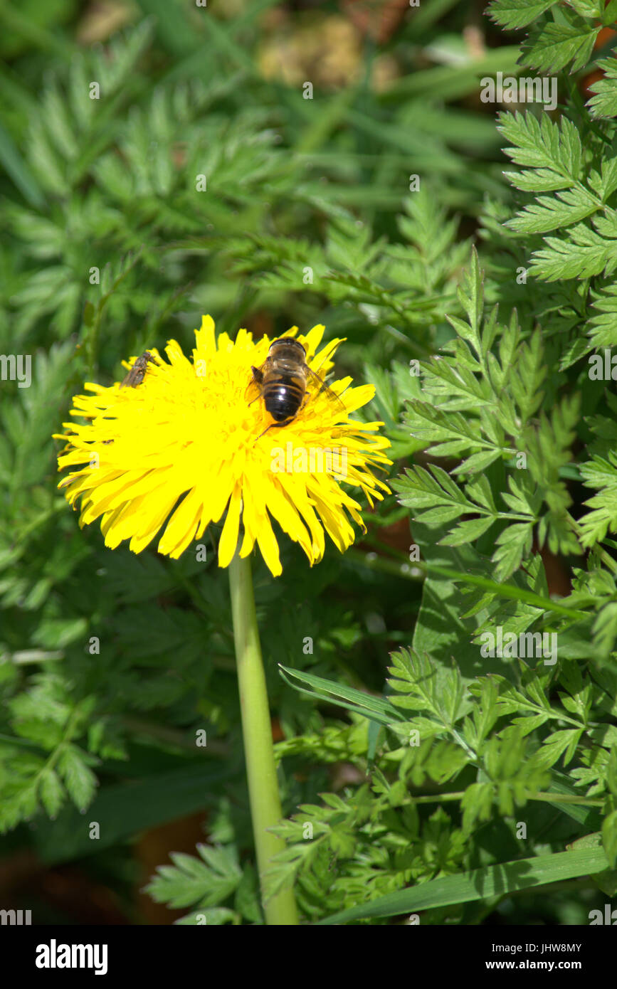 Insect pollination hi-res stock photography and images - Alamy