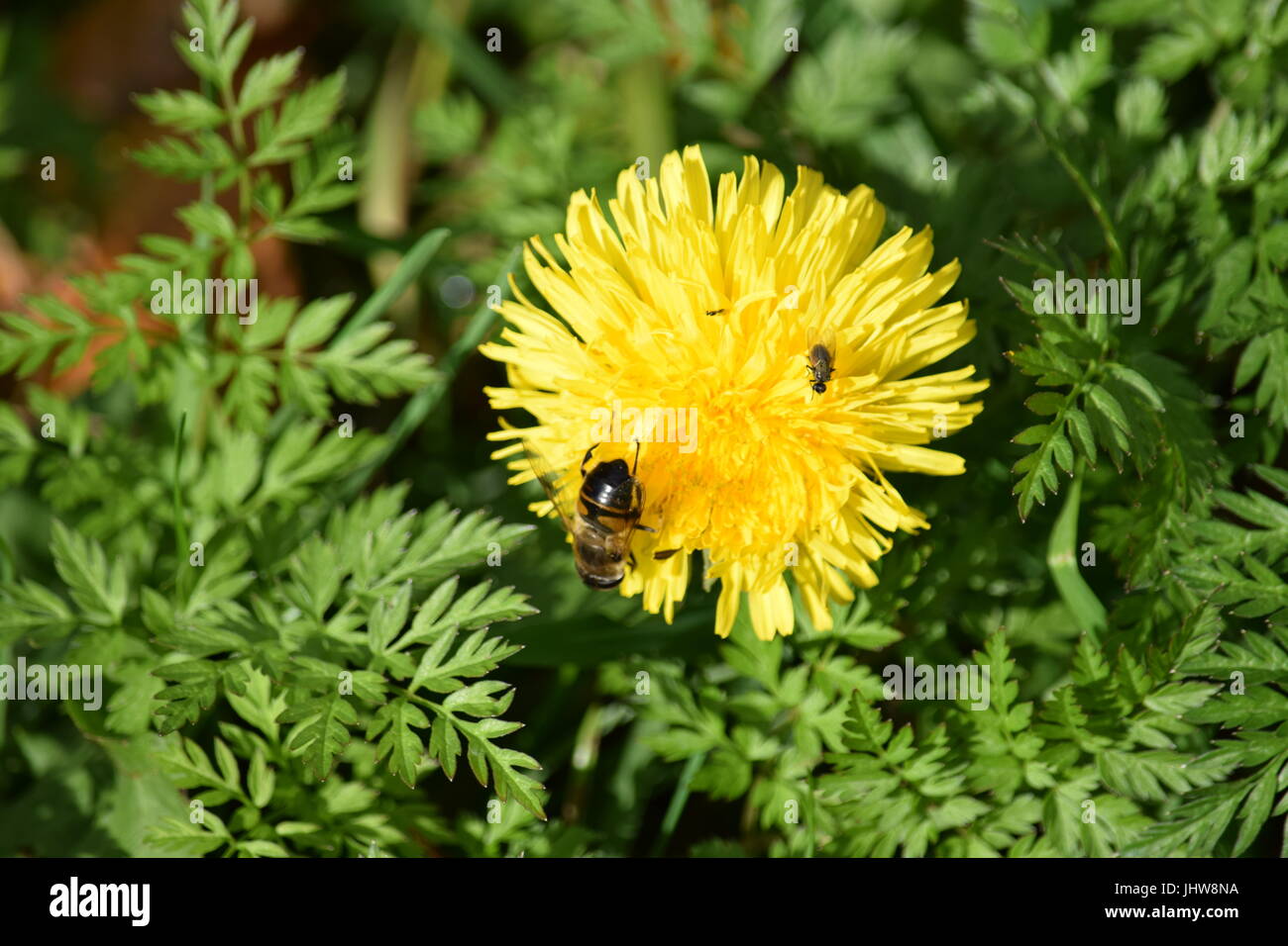 The dandelion and the insect, pollination Stock Photo - Alamy