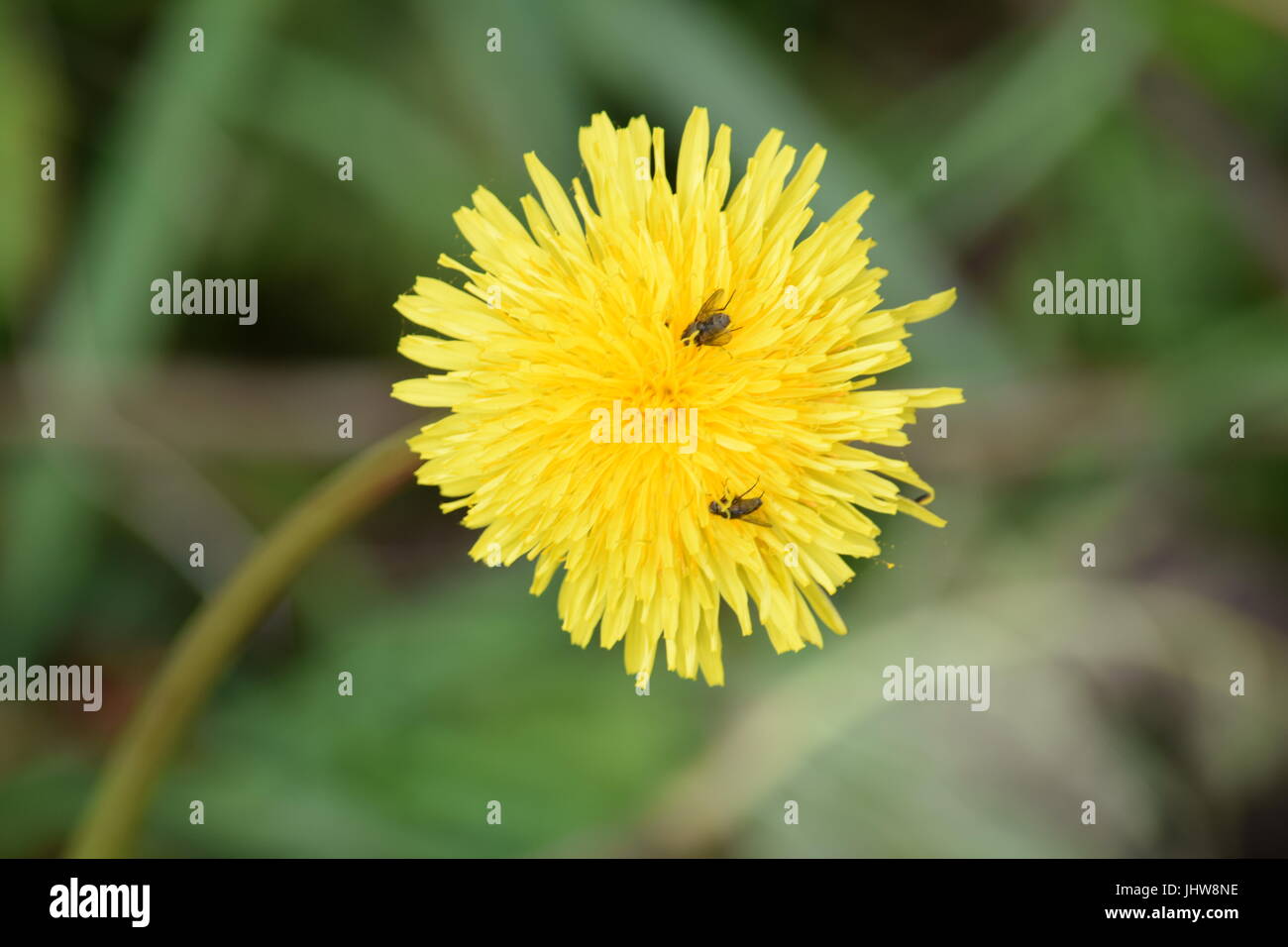 Pollination Dandelion High Resolution Stock Photography and Images - Alamy