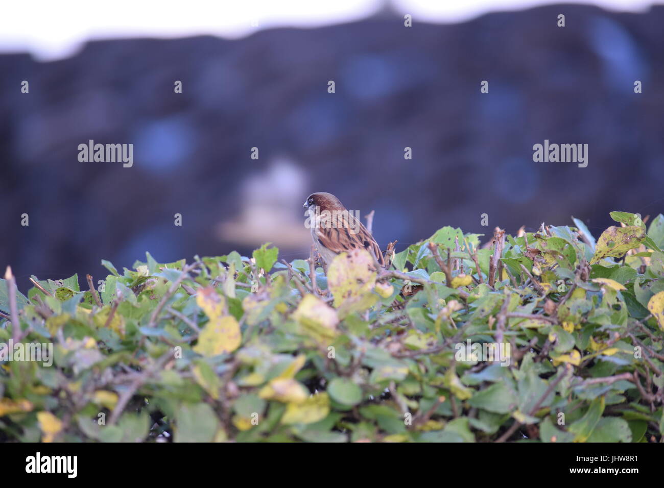 Privet hedge bird hi-res stock photography and images - Alamy