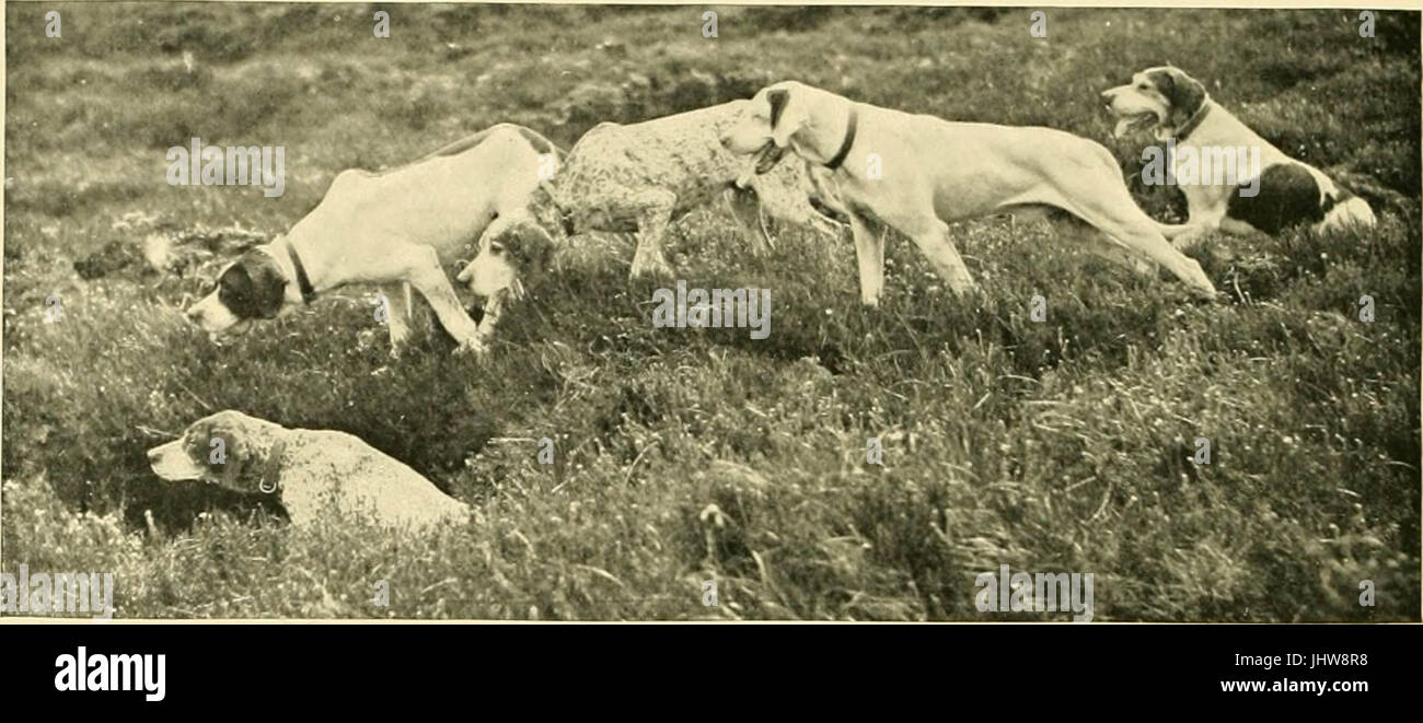 "The new book of the dog : a comprehensive natural history of British ...