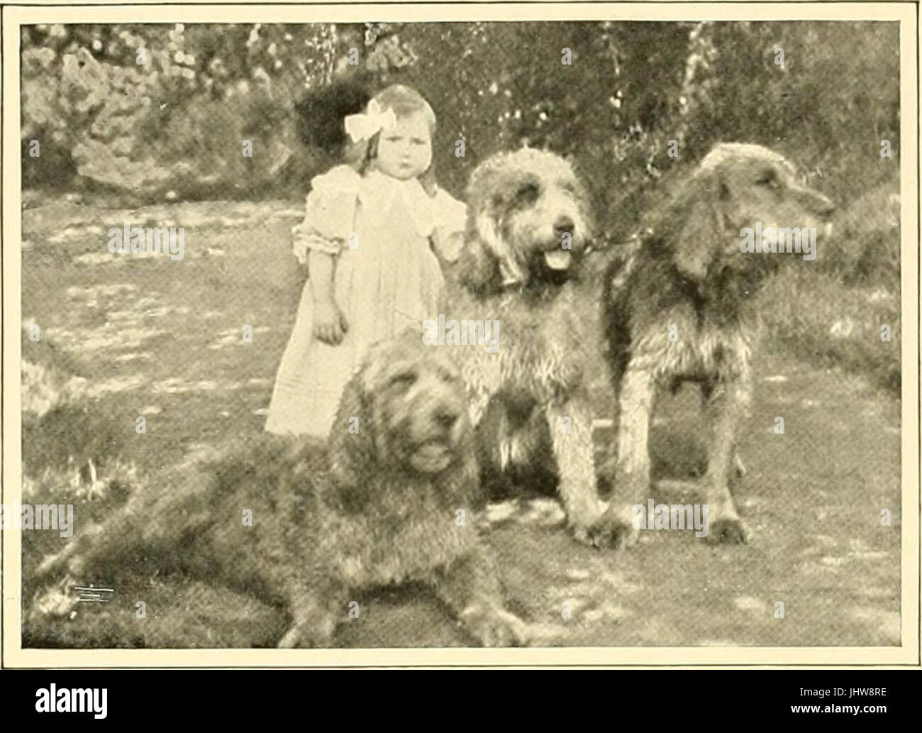 "The new book of the dog : a comprehensive natural history of British ...