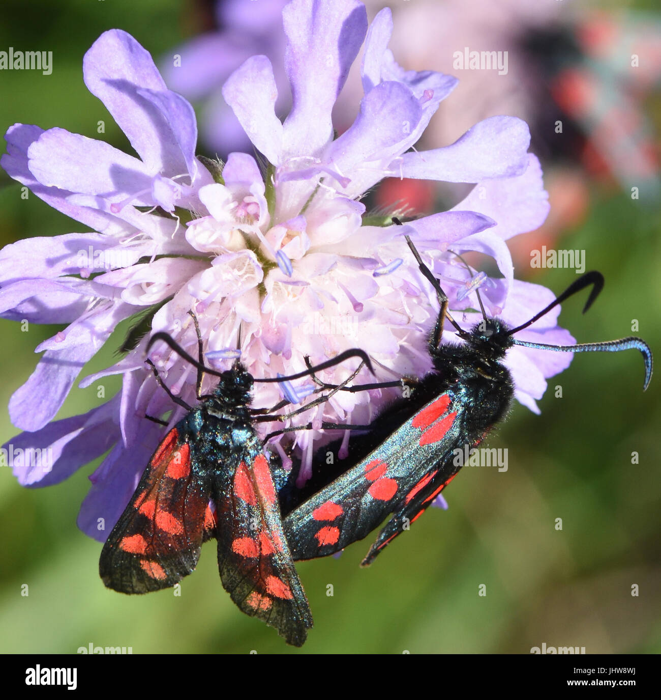 Day Flying Moths High Resolution Stock Photography and Images - Alamy
