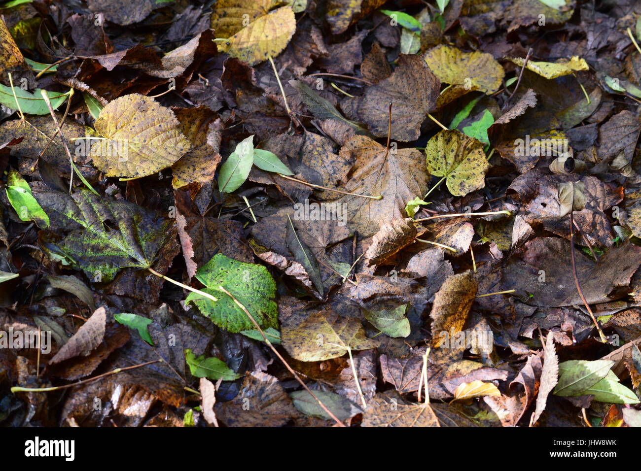 Autumn leaf litter, background Stock Photo - Alamy