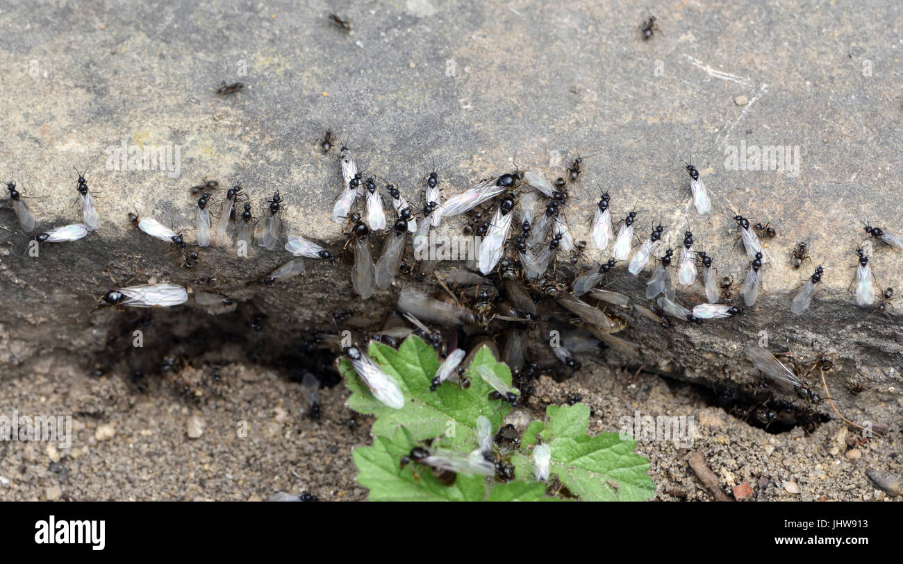 Flying ants hi-res stock photography and images - Alamy